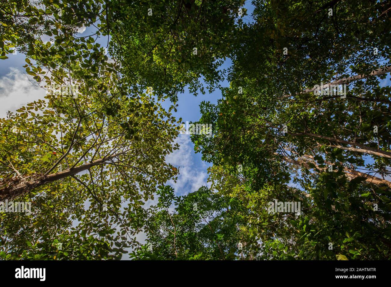 Beautiful tree canopy from bottom up to see the blue sky and clouds ...