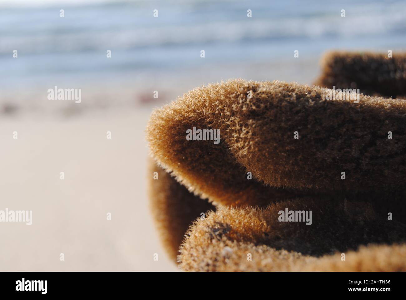 Sea sponge texture hi-res stock photography and images - Alamy
