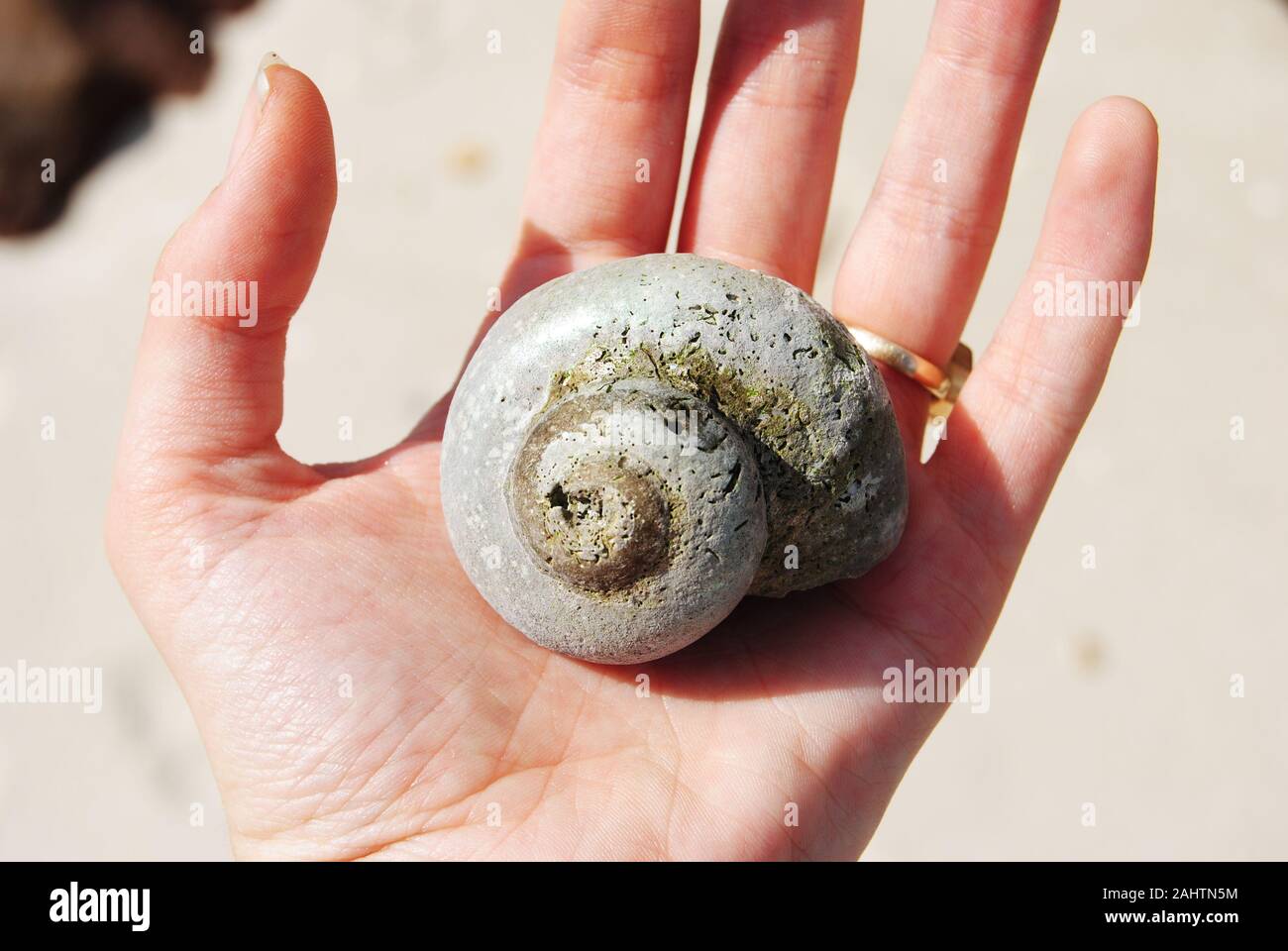 Silver shell hi-res stock photography and images - Alamy