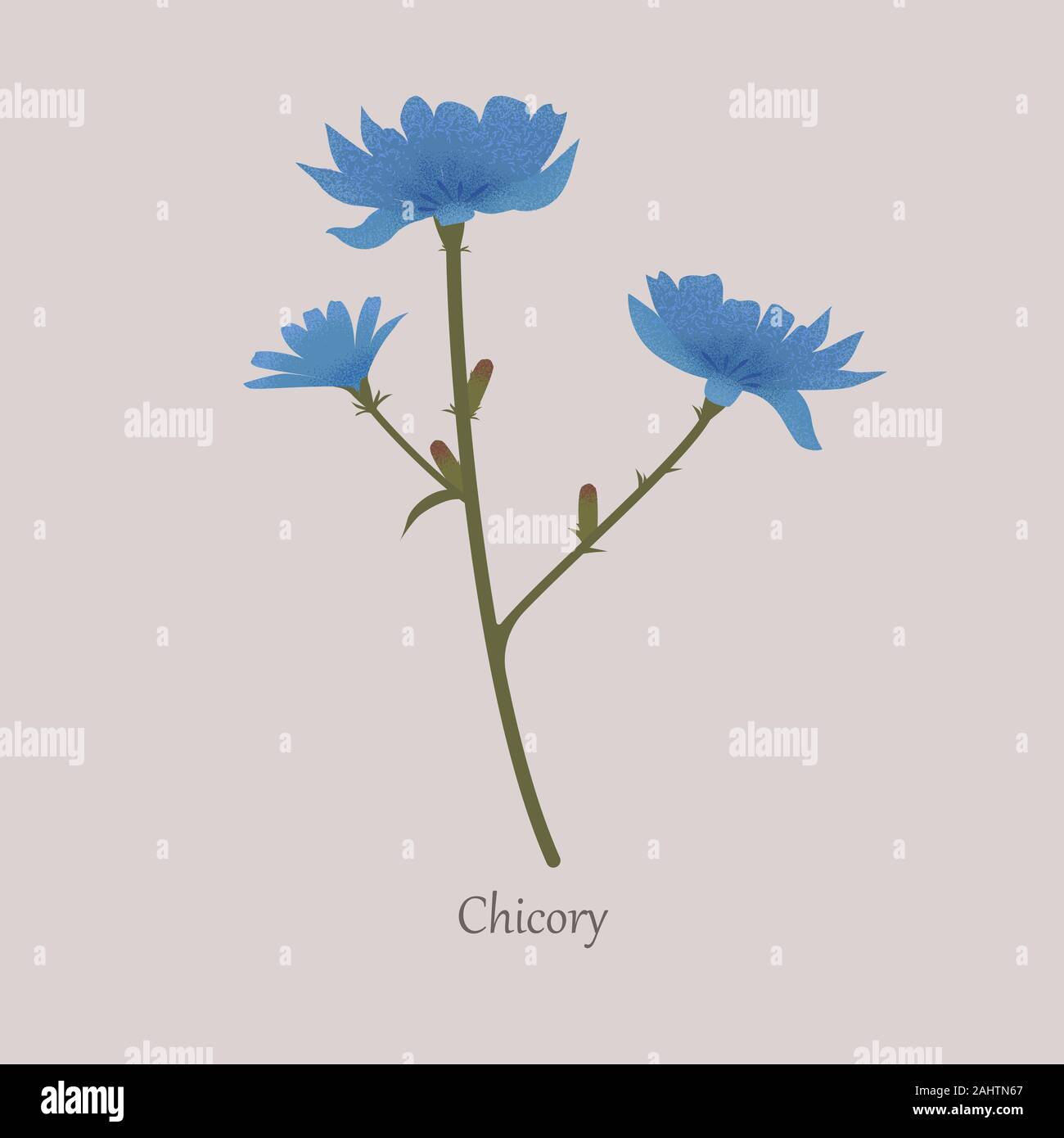 Cichorium intybus illustration hi-res stock photography and images - Alamy