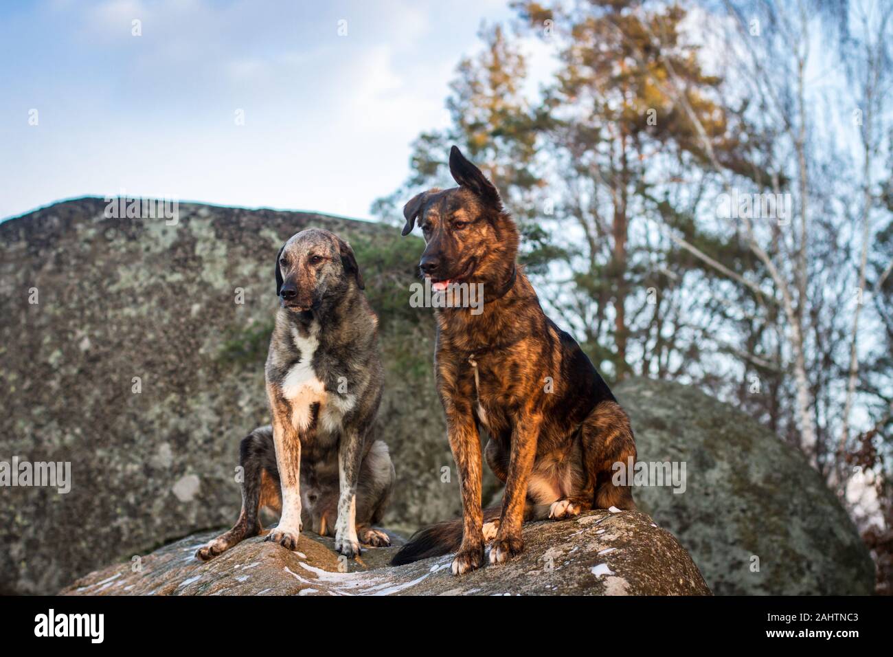 Dogs rocks hi-res stock photography and images - Alamy
