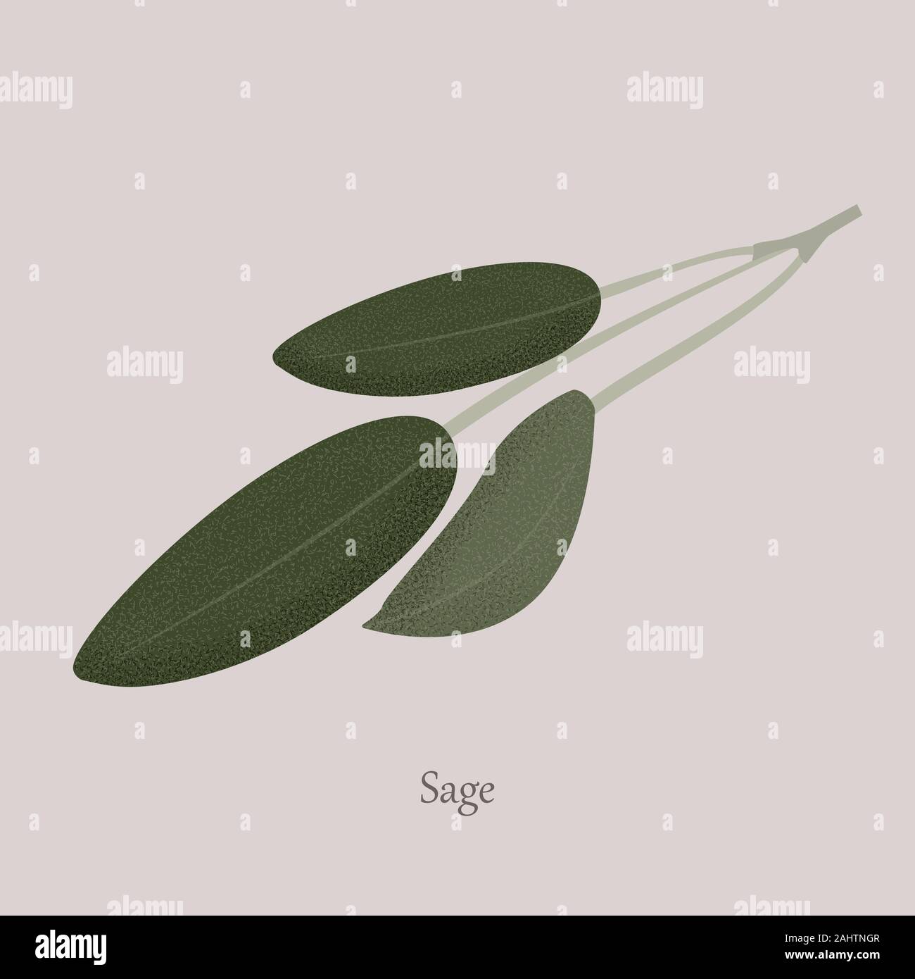 Sage plant illustration hi-res stock photography and images - Alamy