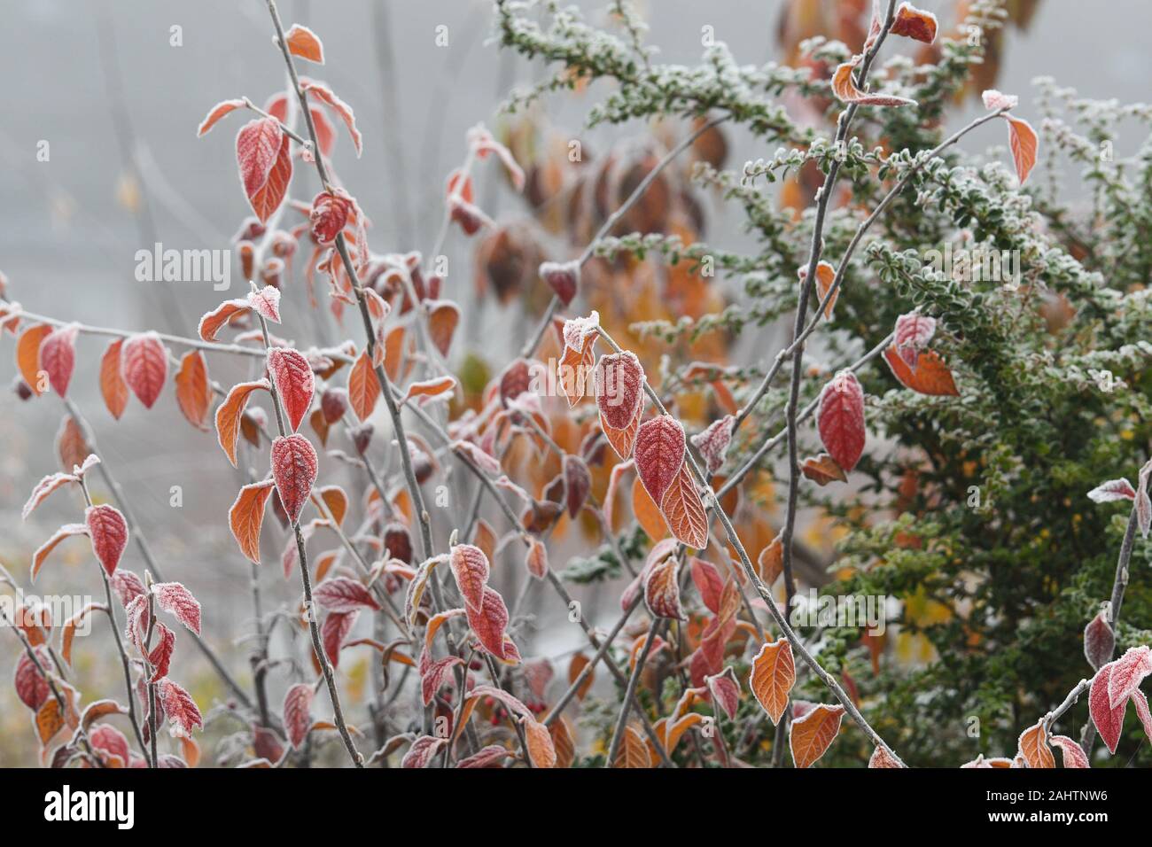 Back garden in winter hi-res stock photography and images - Alamy