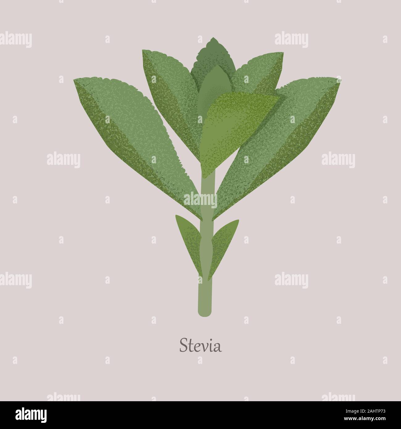 Stevia plant illustration Stock Vector Images - Alamy