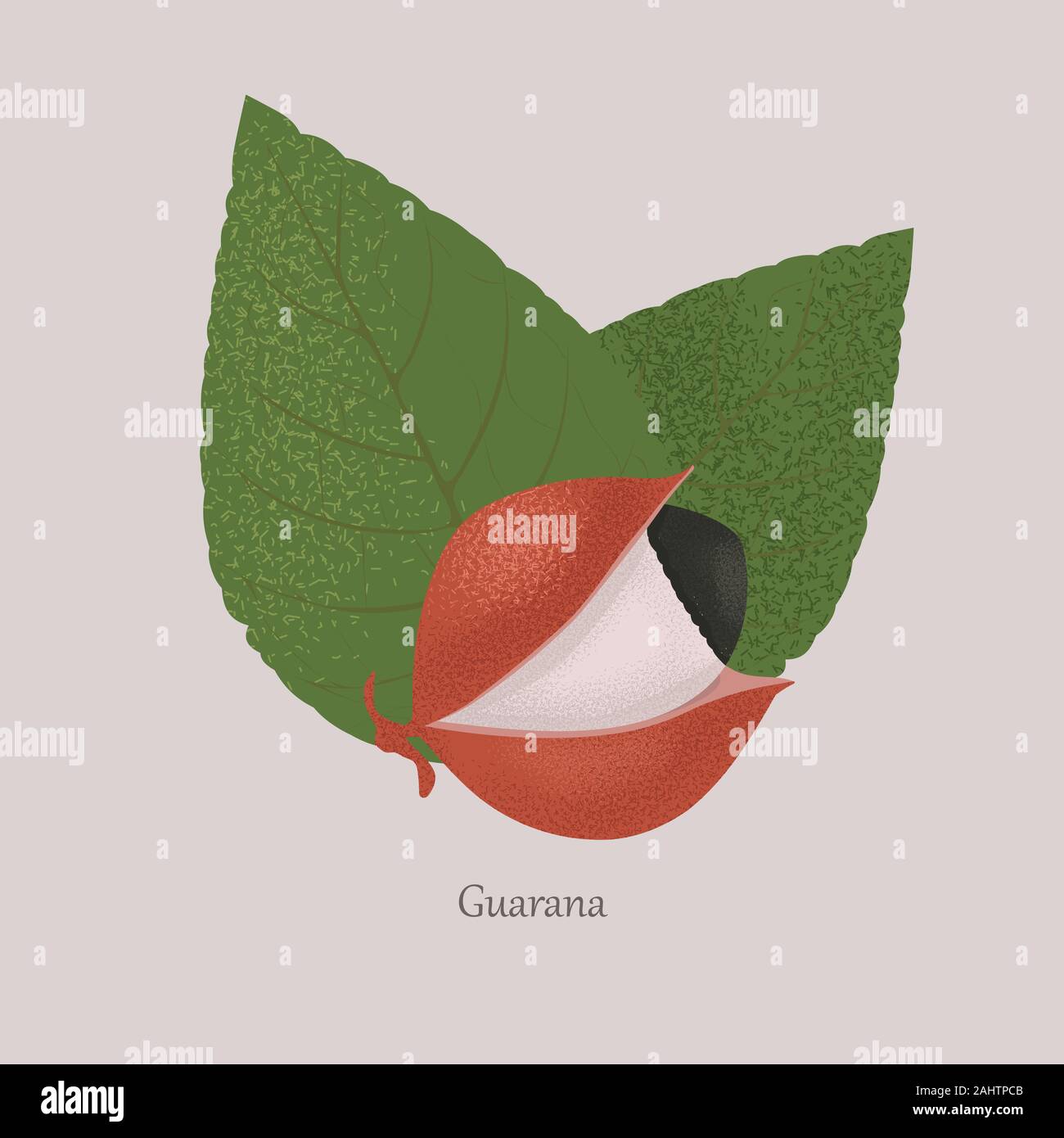 Guarana fruit hi-res stock photography and images - Alamy