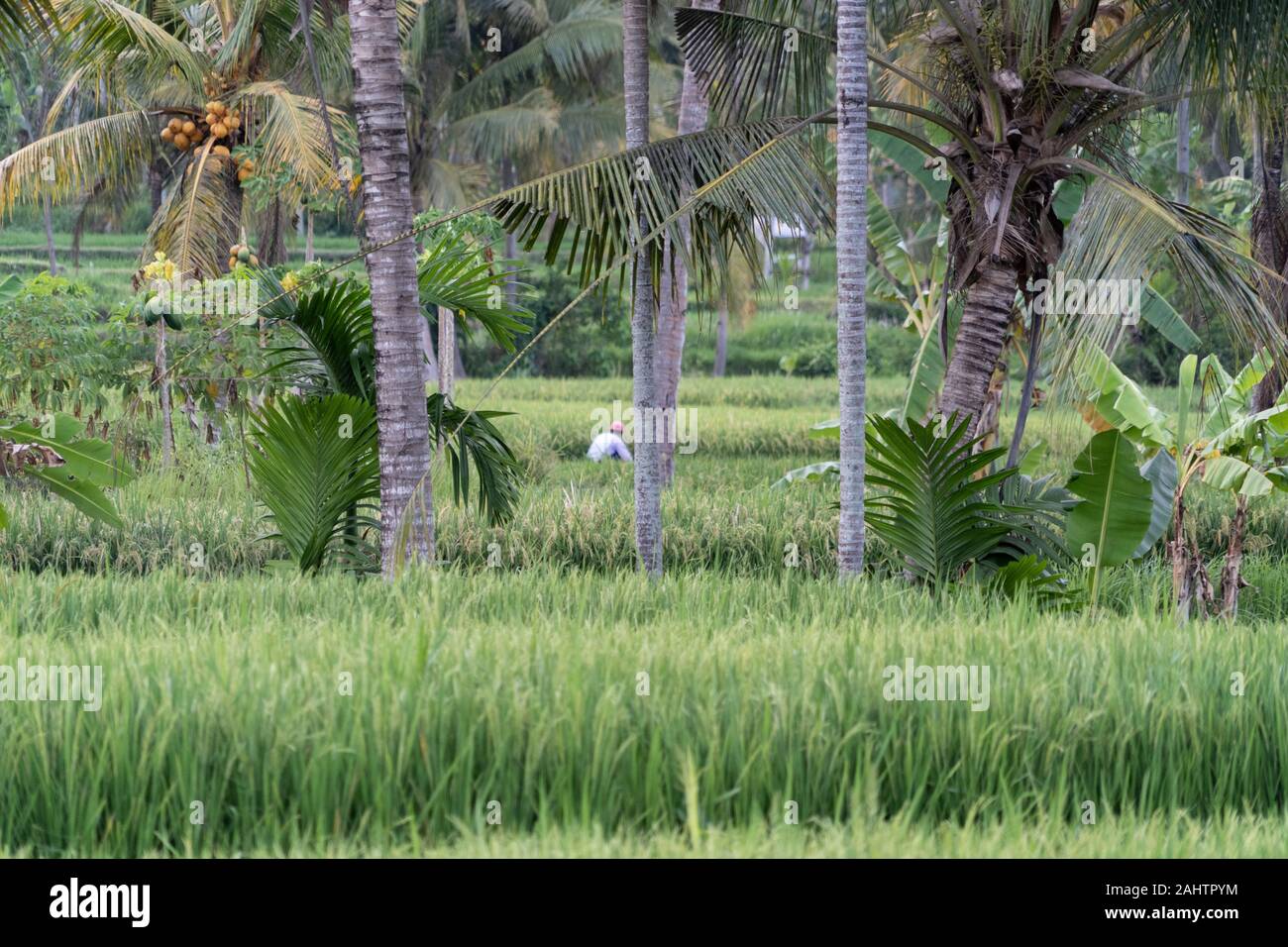 Indonesia _10_ hi-res stock photography and images - Alamy