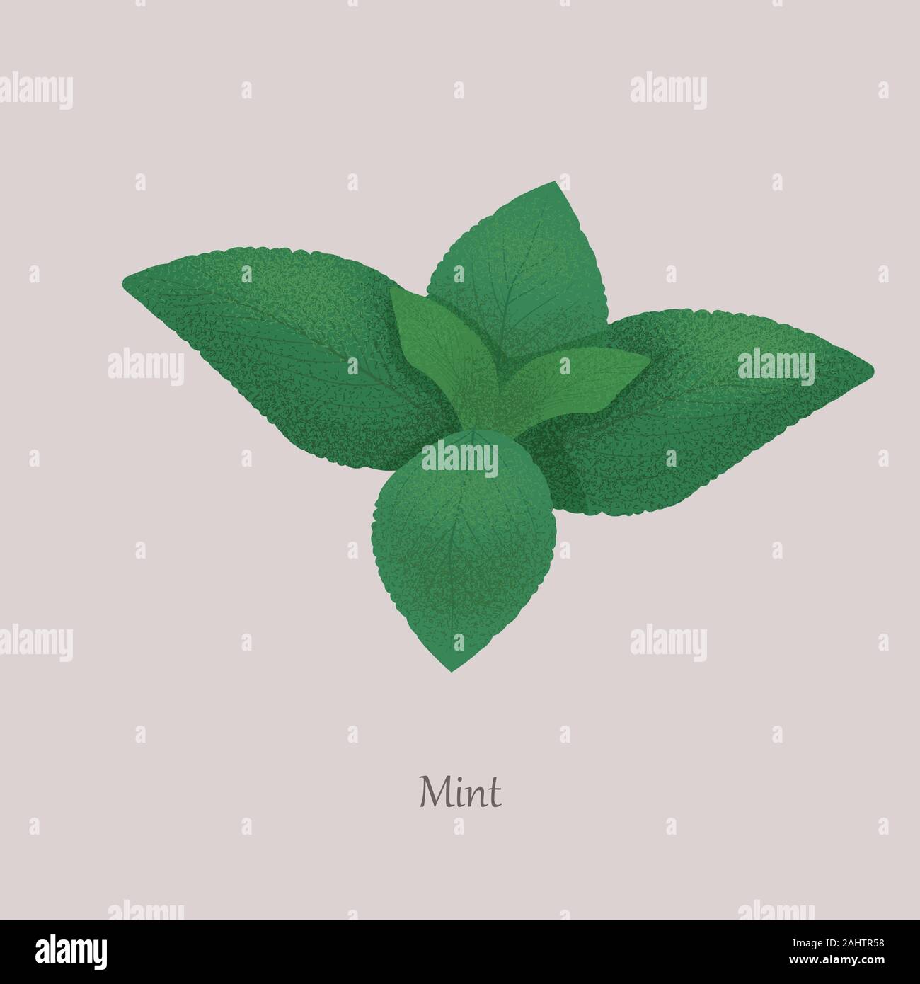 Mint tea fresh peppermint Stock Vector Images - Alamy