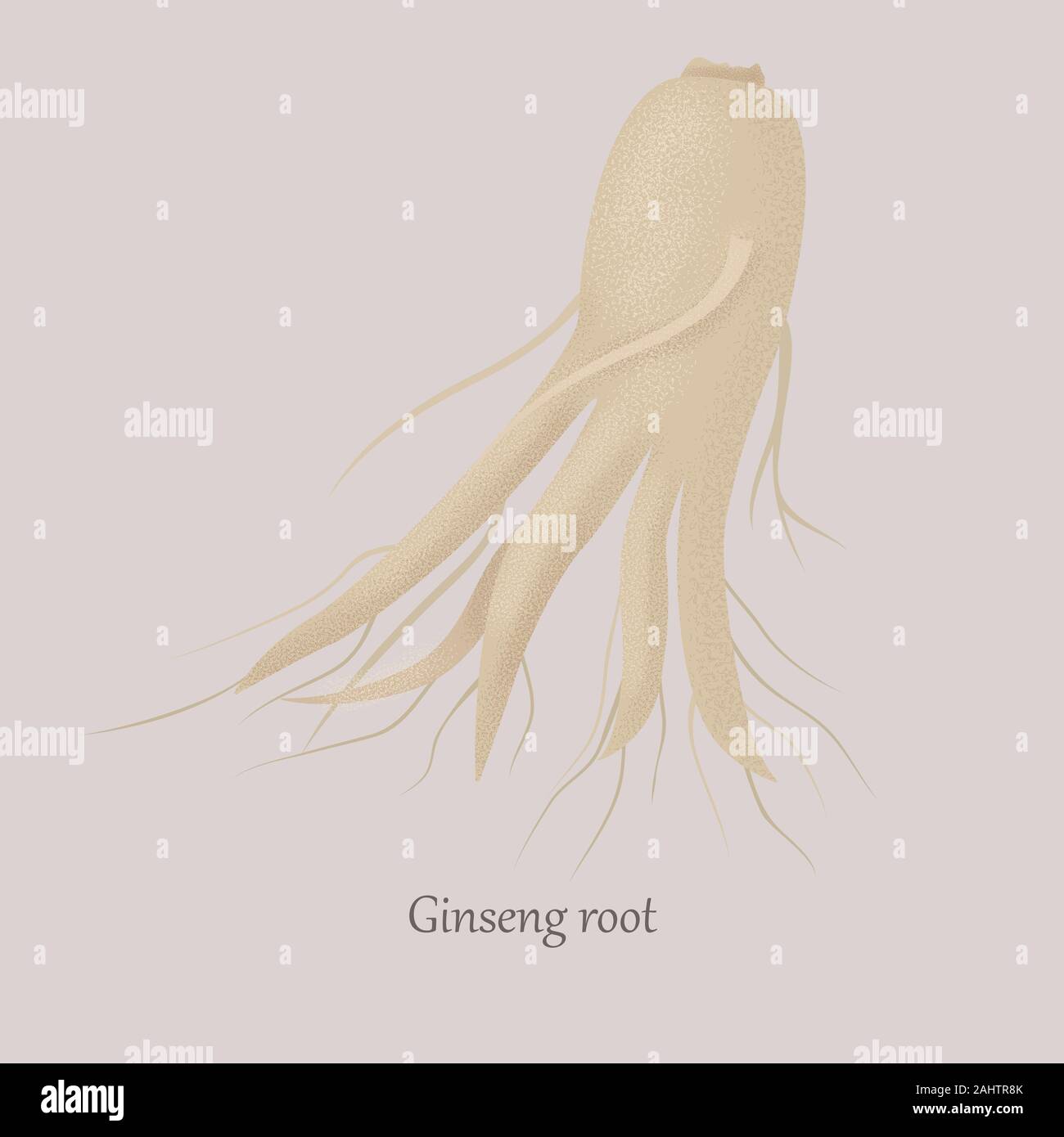 Ginseng root medical plant on a gray background Stock Vector Image ...