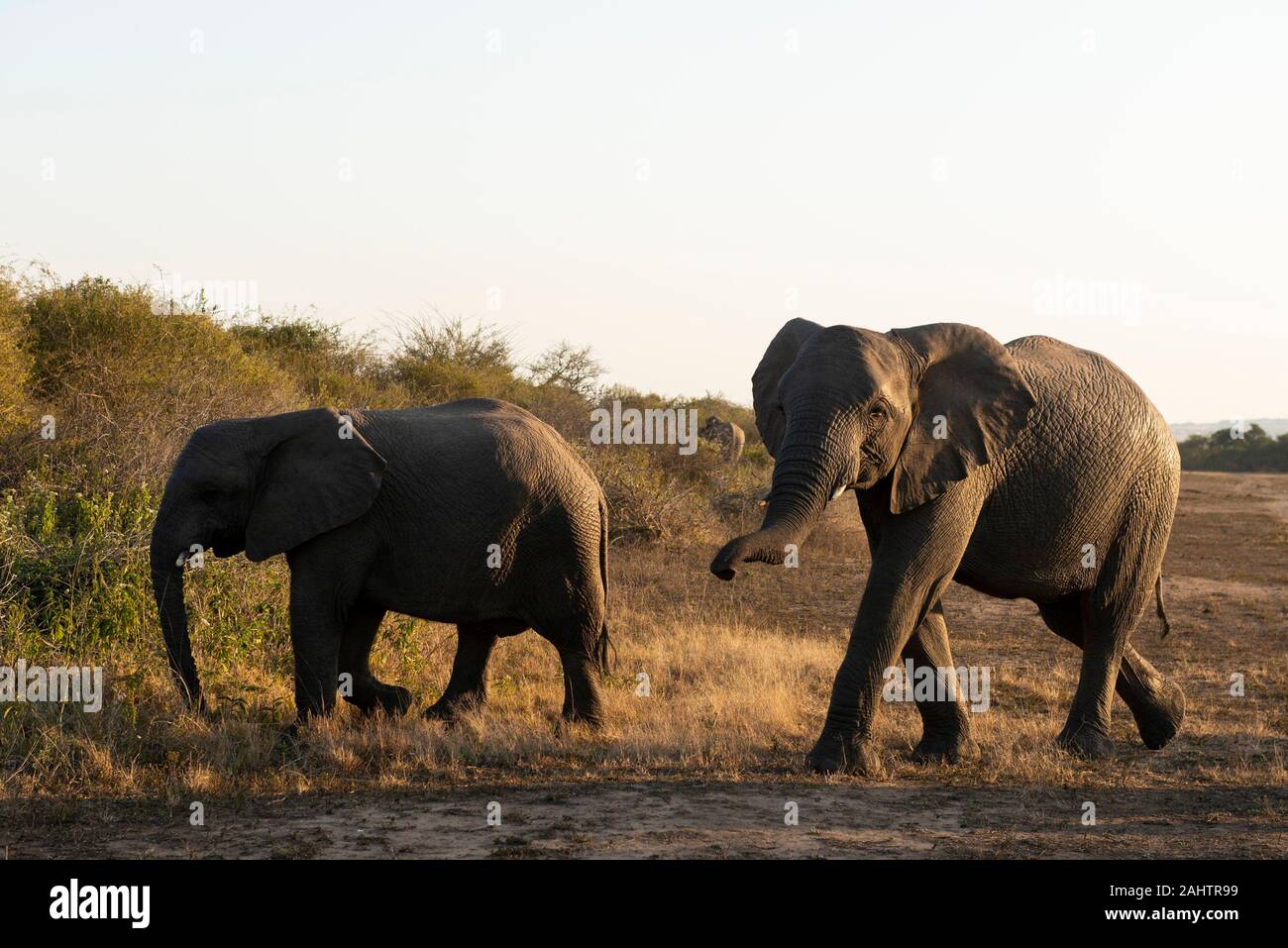 Thula thula elephants hi-res stock photography and images - Alamy