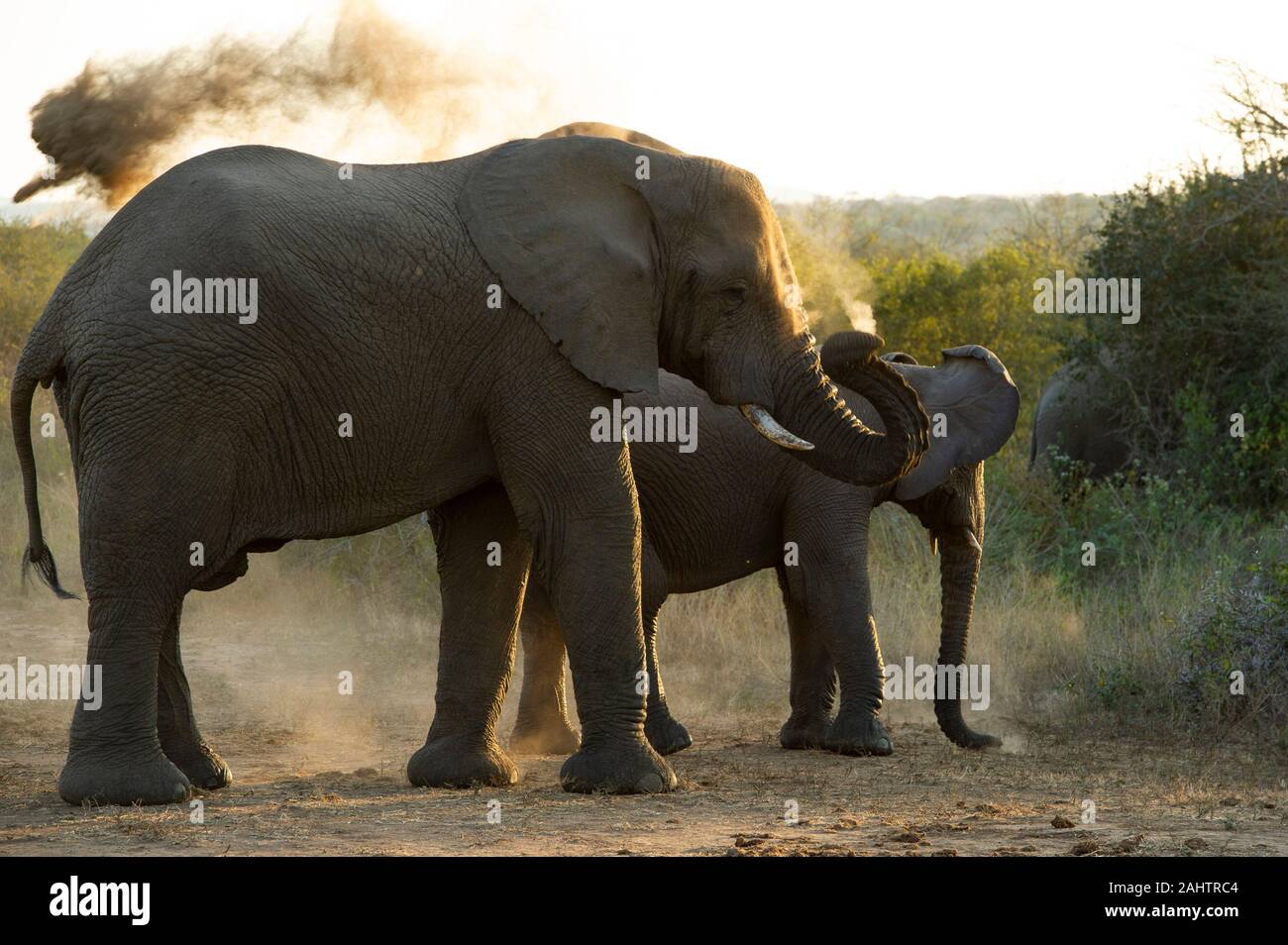 Thula thula elephant hi-res stock photography and images - Alamy