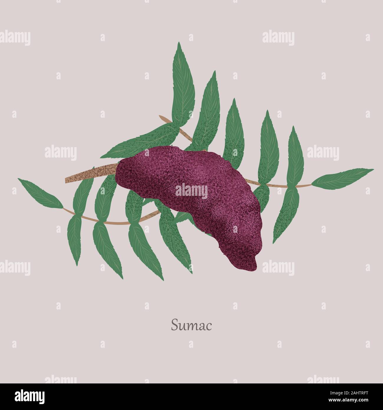 Fragrant sumac Stock Vector Images - Alamy