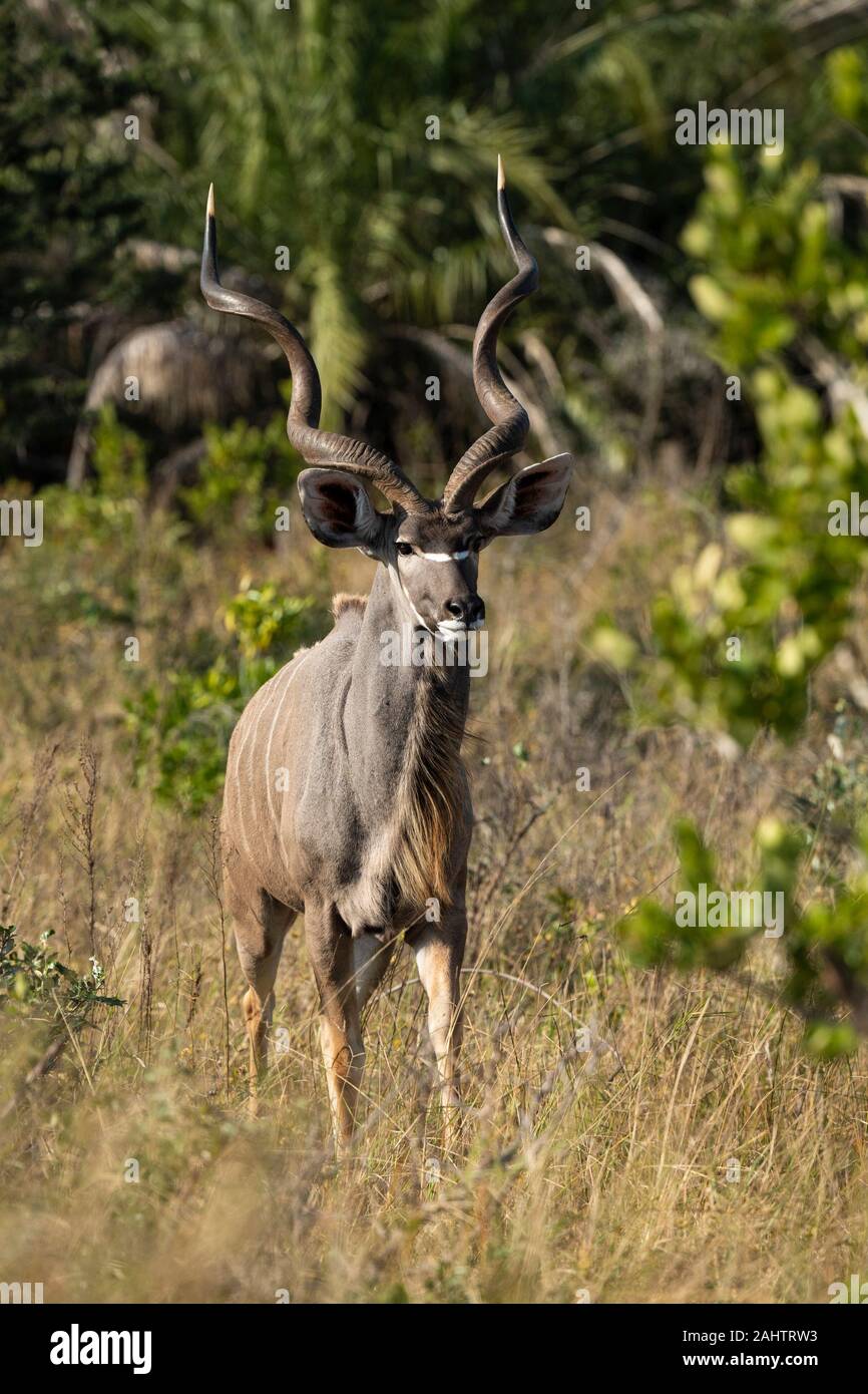 Male greater kudu, Tragelaphus strepsiceros, iSimangaliso Wetland Park ...