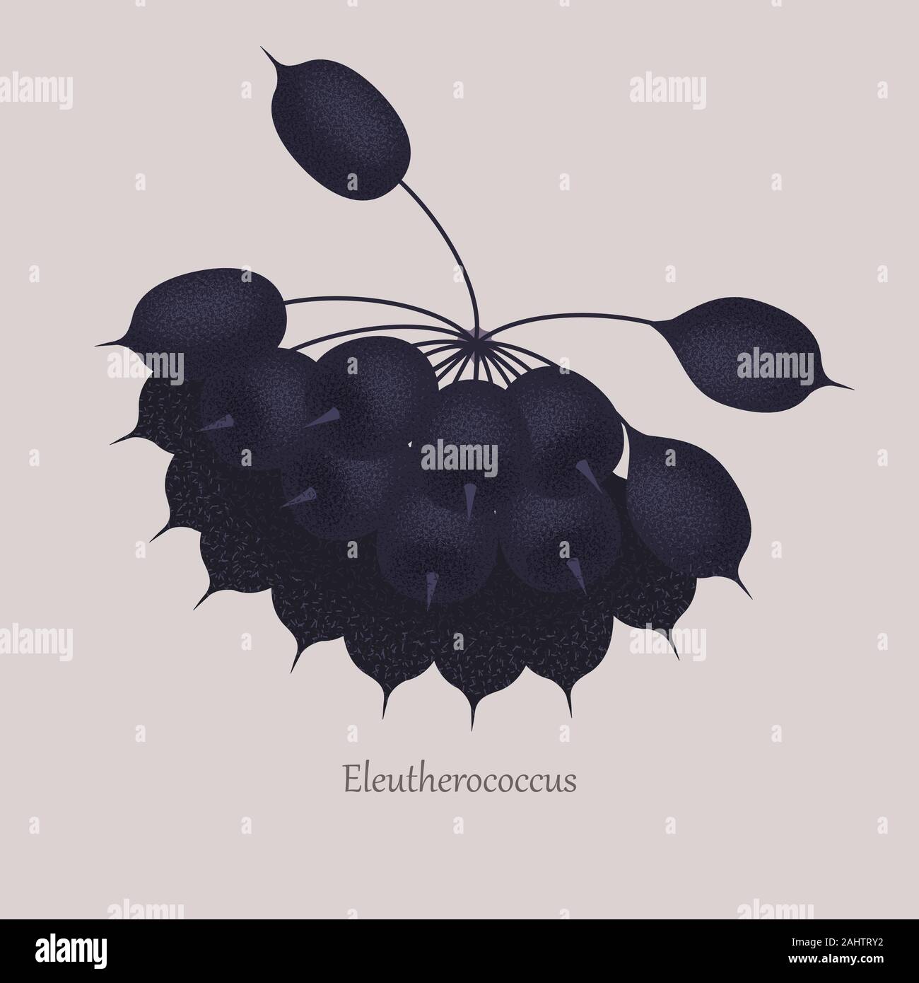 Eleutherococcus senticosus hi-res stock photography and images - Alamy
