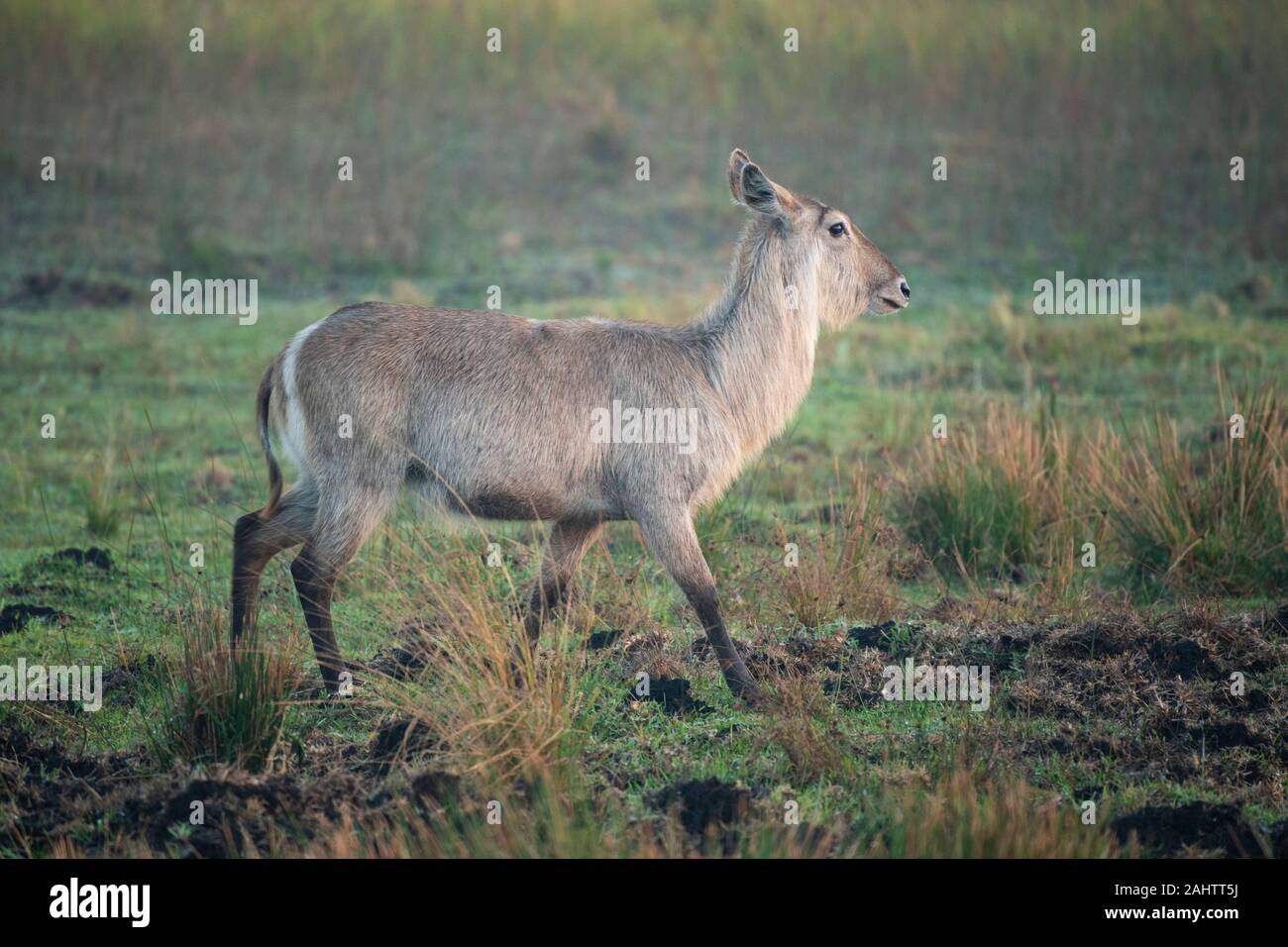 Common waterbuck, Kobus ellipsiprymnus ellipsiprymnus, Cape Vidal ...