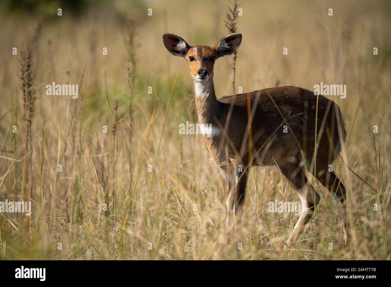 Bushbuck, Tragelaphus scriptus, Cape Vidal, iSimangaliso Wetland Park ...
