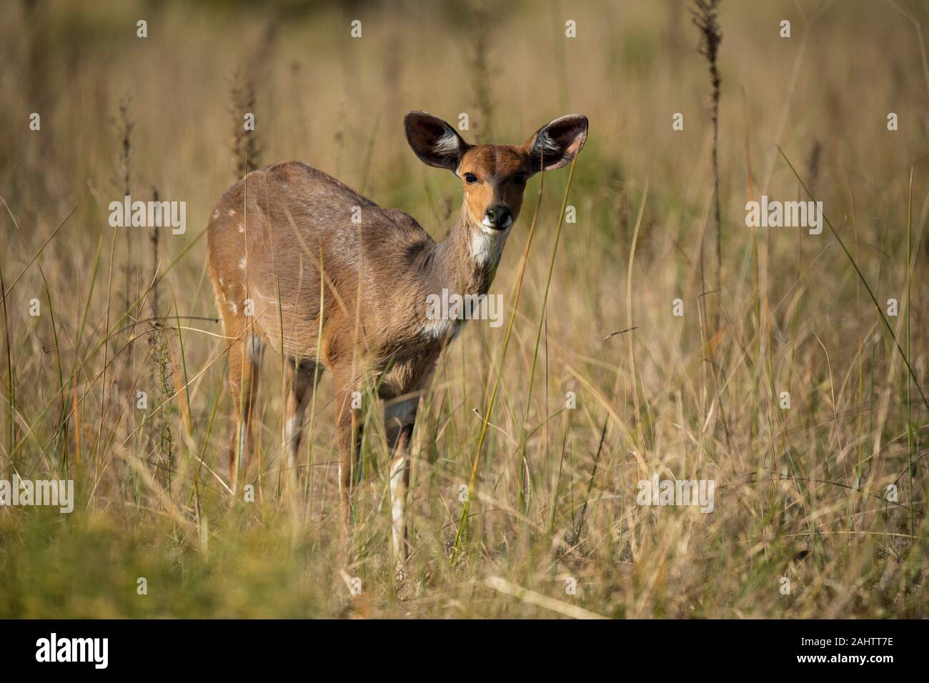 Bushbuck, Tragelaphus scriptus, Cape Vidal, iSimangaliso Wetland Park ...