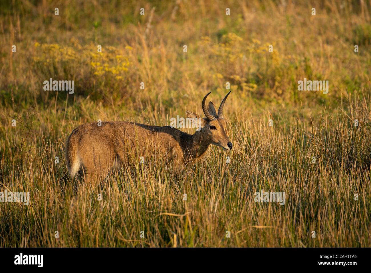 Southern reedbuck, Redunca arundinum, iSimangaliso Wetland Park, South ...