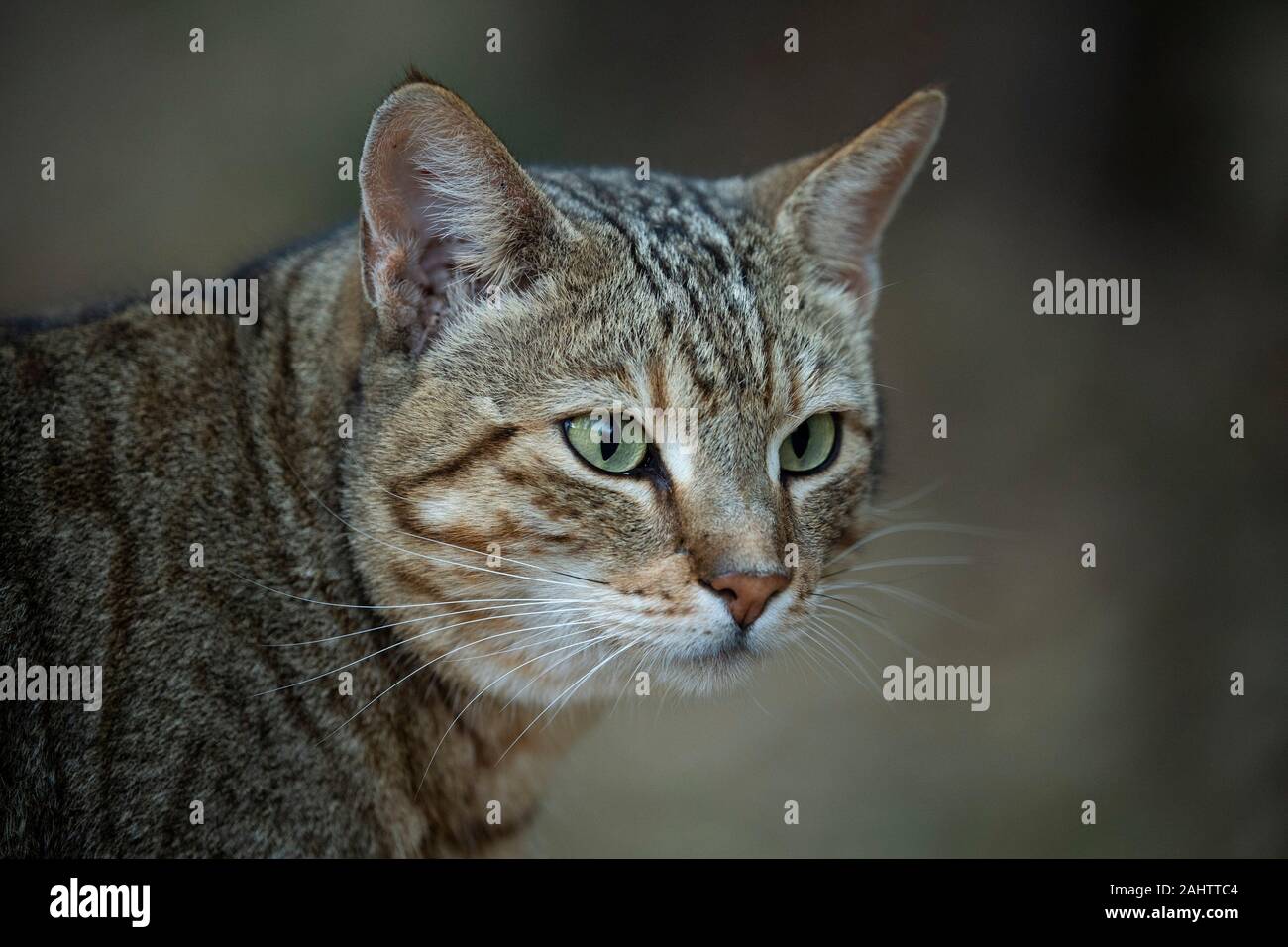 African wildcat, Felis silvestris lybica, Emdoneni, South Africa Stock ...