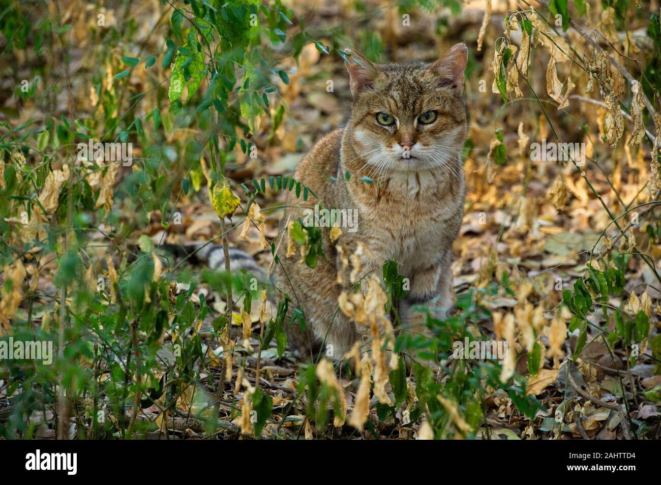 African wildcat, Felis silvestris lybica, Emdoneni, South Africa Stock ...
