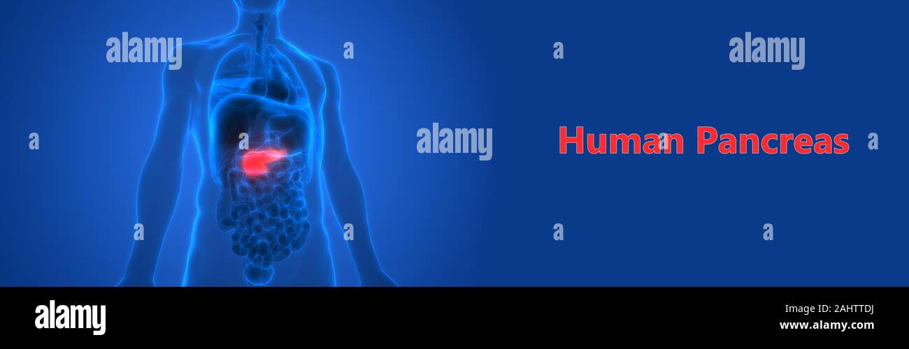 Human Internal Organ Pancreas Anatomy Stock Photo - Alamy