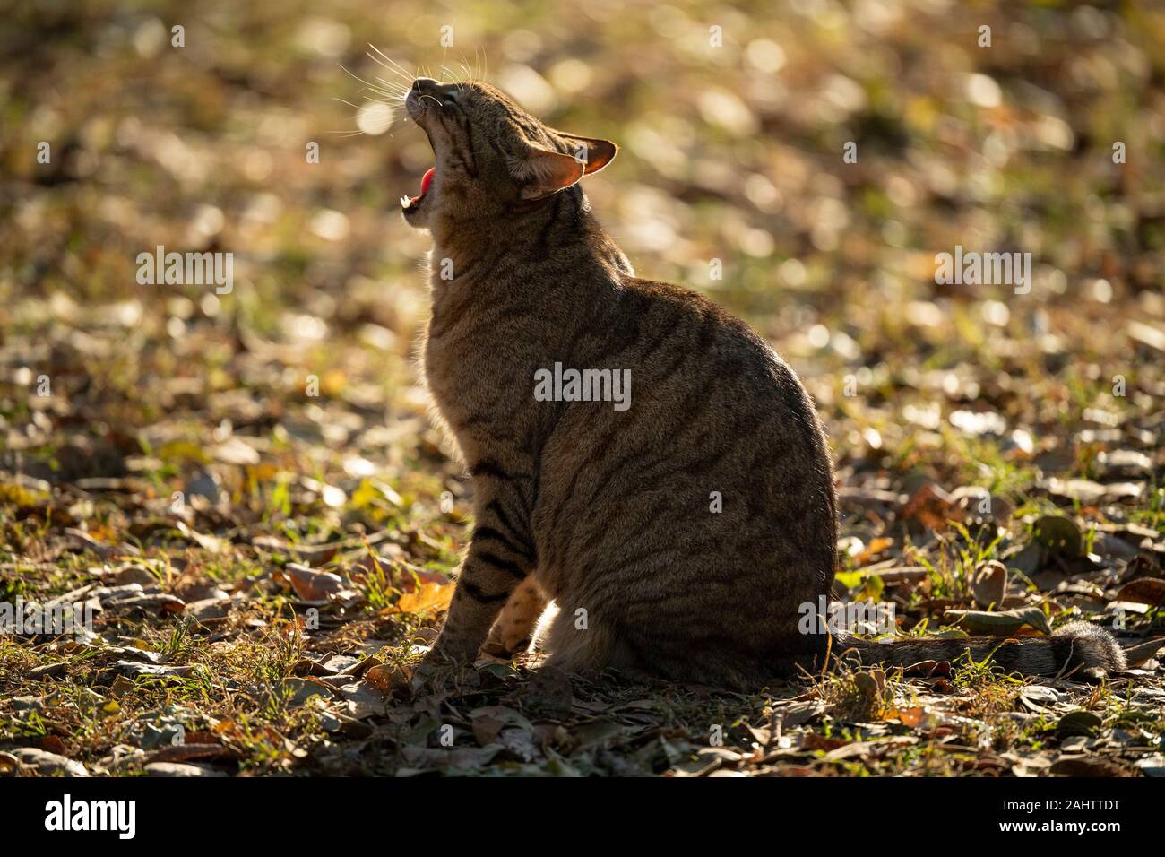 African wildcat, Felis silvestris lybica, Emdoneni, South Africa Stock ...