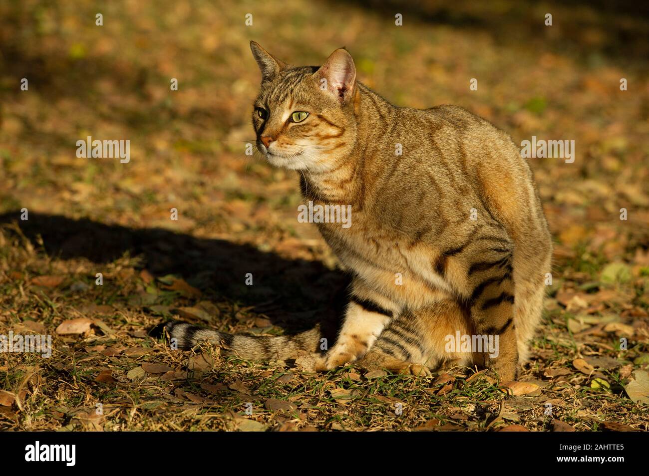 African wildcat, Felis silvestris lybica, Emdoneni, South Africa Stock ...