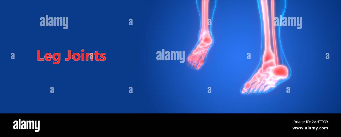 Human Skeleton System Bone Joints Anatomy Stock Photo - Alamy