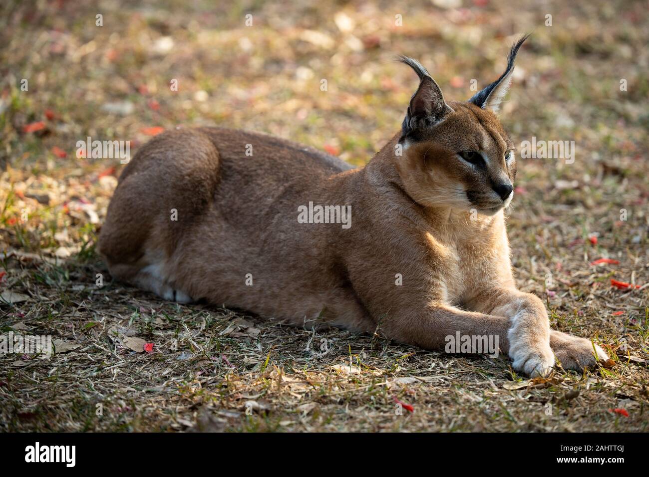 African caracal hi-res stock photography and images - Alamy