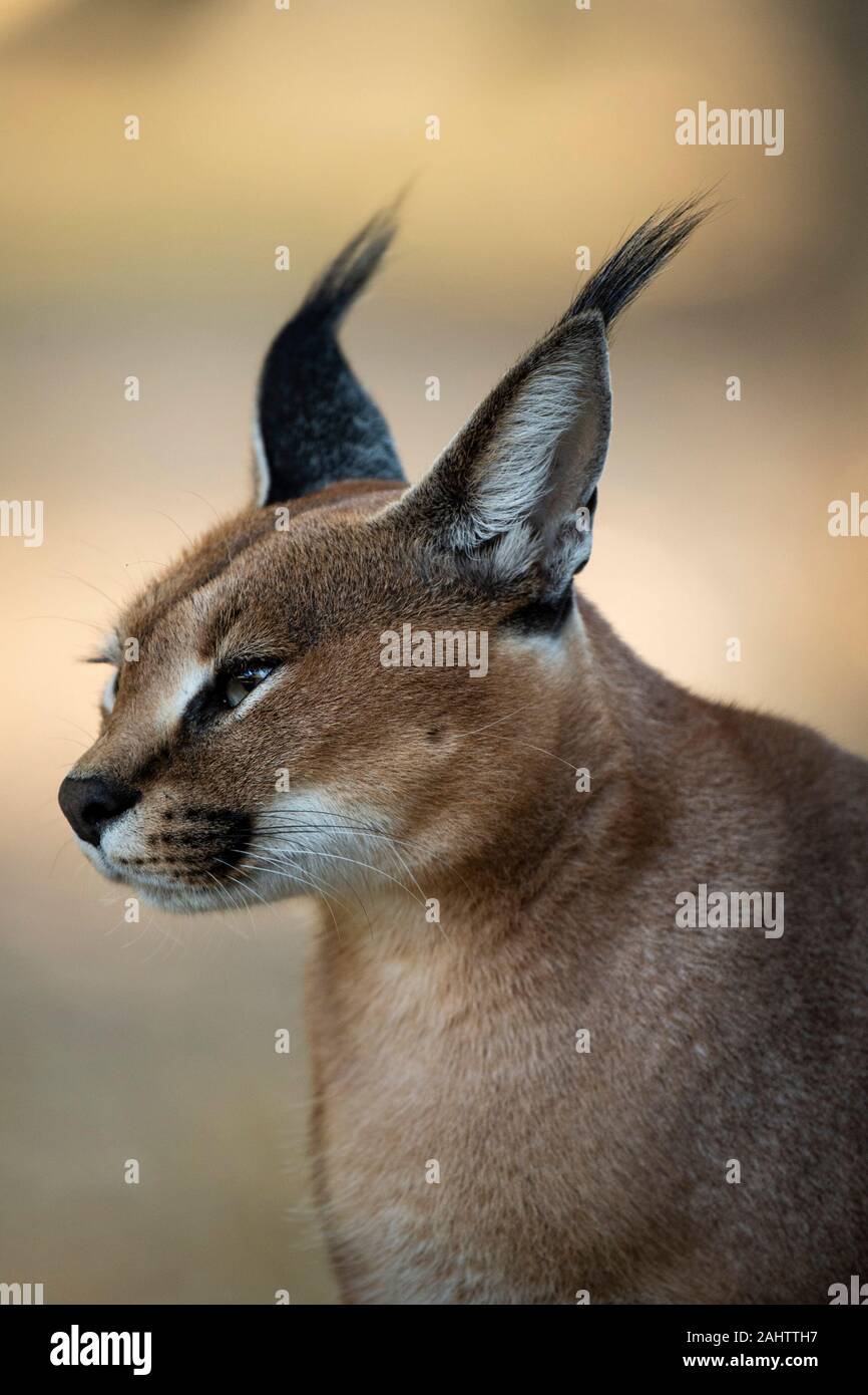 Caracal, Caracal caracal, Emdoneni, South Africa Stock Photo - Alamy