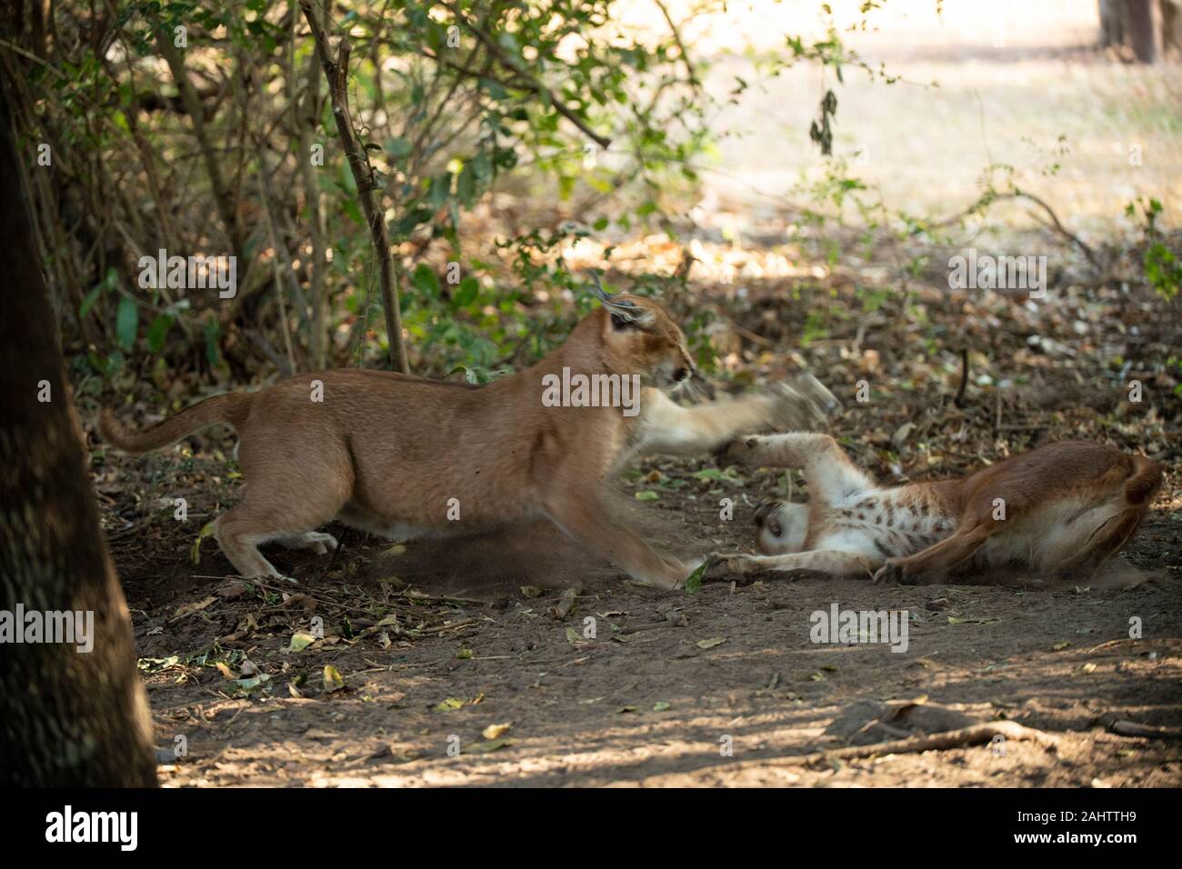 Caracal caracal fighting hi-res stock photography and images - Alamy