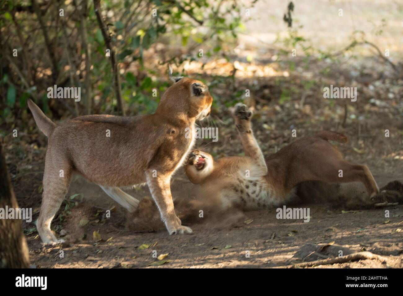 Caracal caracal fighting hi-res stock photography and images - Alamy