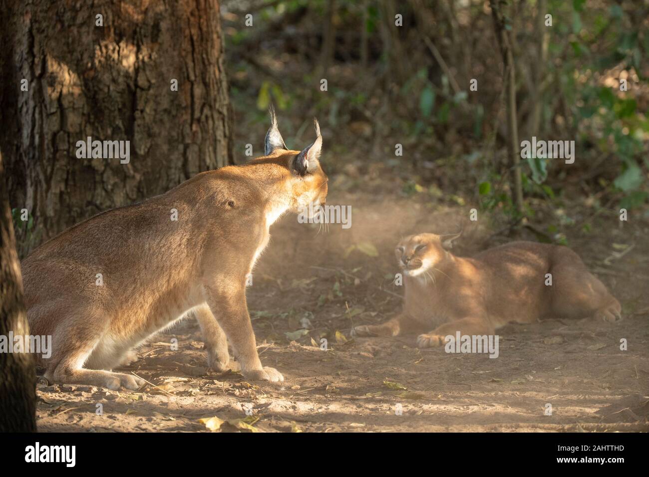Caracal caracal fighting hi-res stock photography and images - Alamy