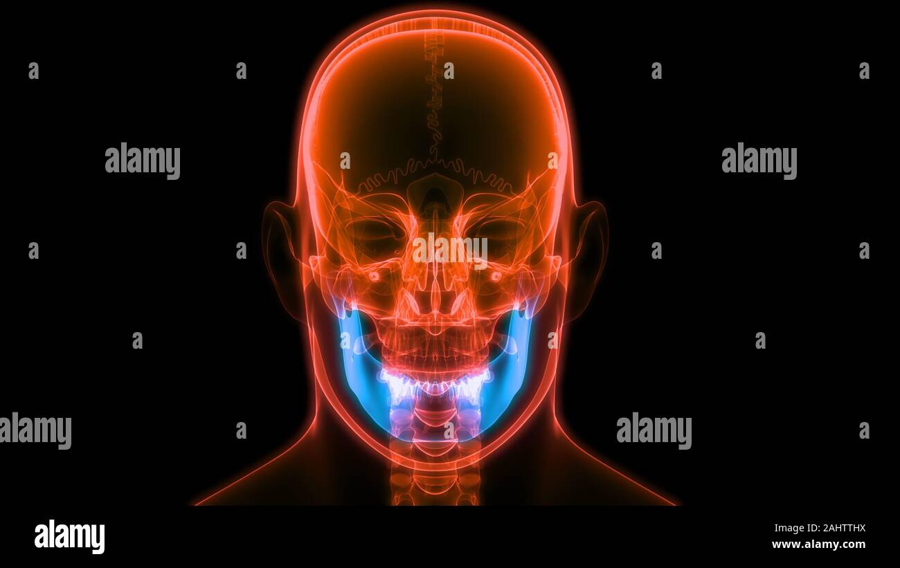 Human Skeleton System Skull Bone Joints Anatomy Stock Photo - Alamy
