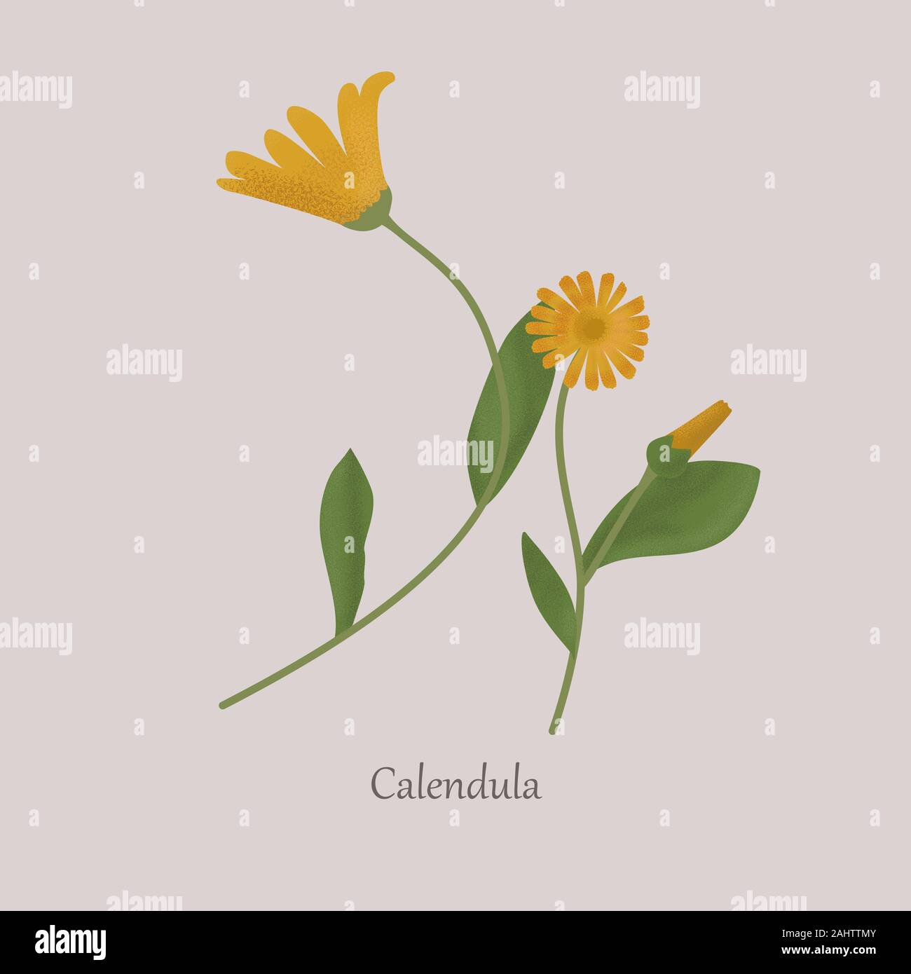 Calendula is a herbaceous medicinal plant with yellow flowers Stock ...