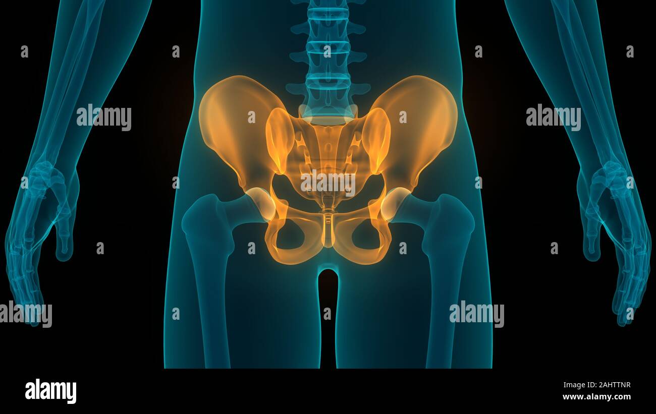 Lower spine pelvis skeleton hi-res stock photography and images - Alamy