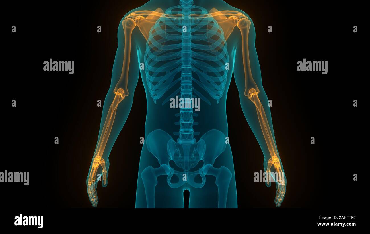Human Skeleton System Upper Limbs Bone Joints Anatomy Stock Photo - Alamy