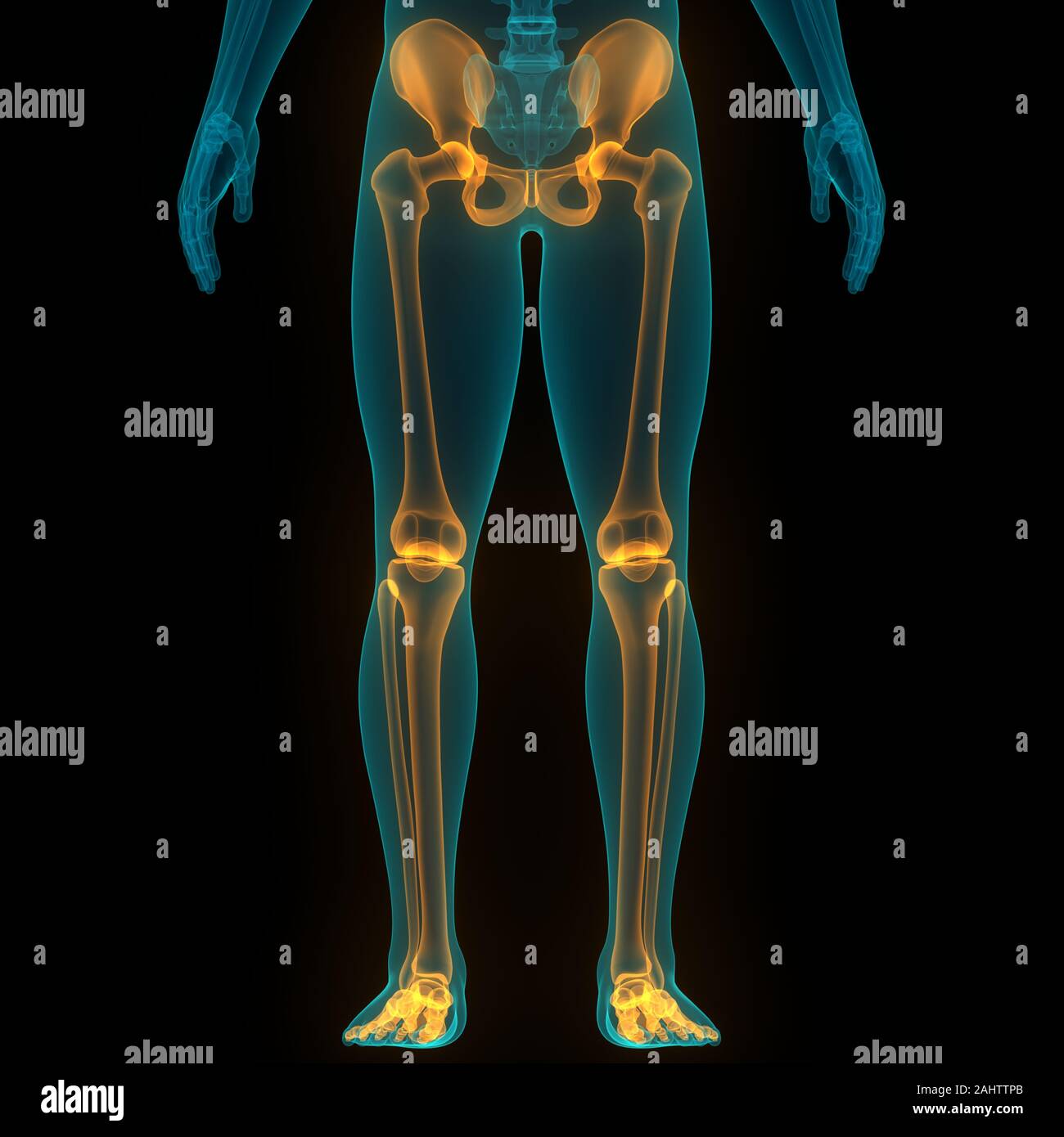Human Skeleton System Lower Limbs Bone Joints Anatomy Stock Photo - Alamy
