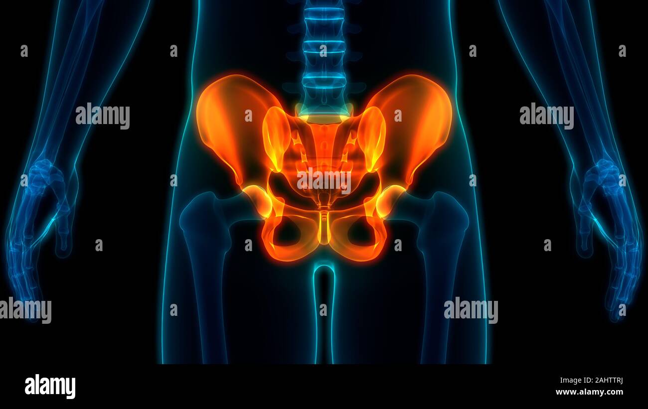 Human Skeleton System Pelvis Bone Joints Anatomy Stock Photo - Alamy
