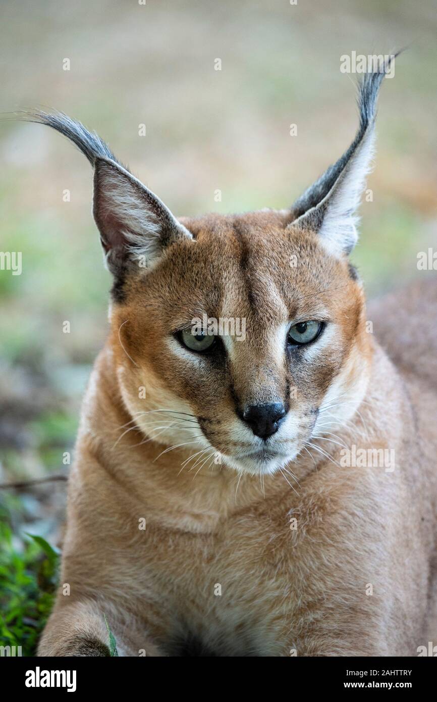 Caracal head hi-res stock photography and images - Alamy