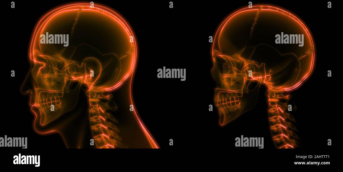 Human Skeleton System Skull Bone Joints Anatomy Stock Photo - Alamy