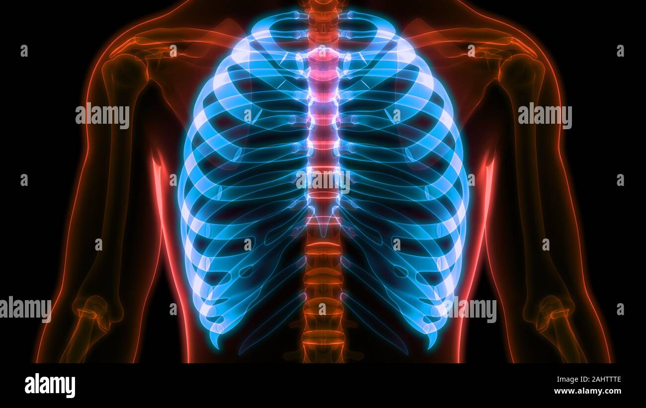 Human Skeleton System Rib Cage Bone Joints Anatomy Stock Photo - Alamy