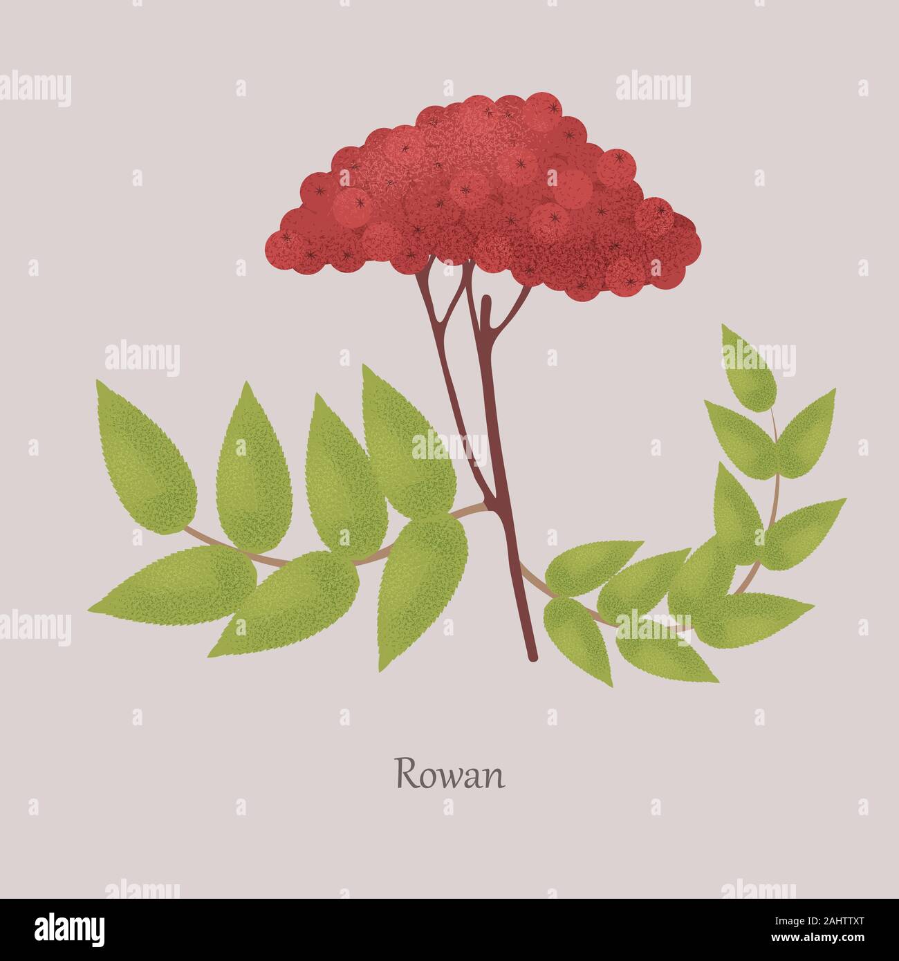 Vector sorbus branch berry hi-res stock photography and images - Alamy