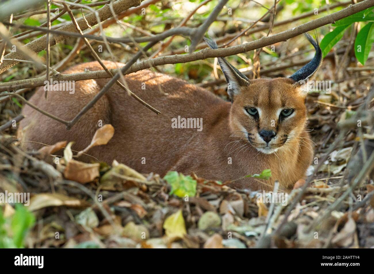 Southern caracal hi-res stock photography and images - Alamy