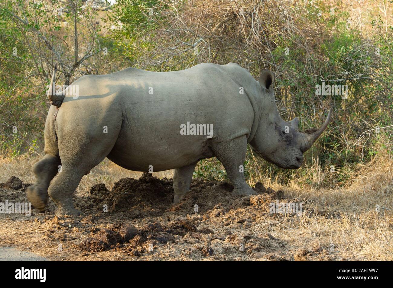 Male white rhinoceros marking his rhino midden, Ceratotherium simum ...