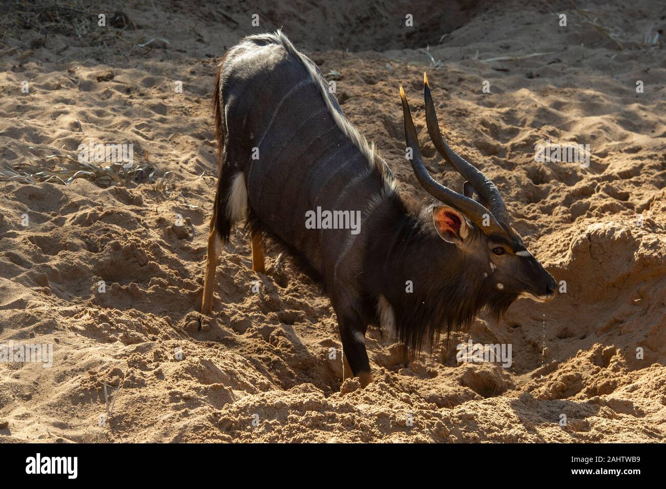 Nyala bull drinking from a hole dug by elephant in river bed ...