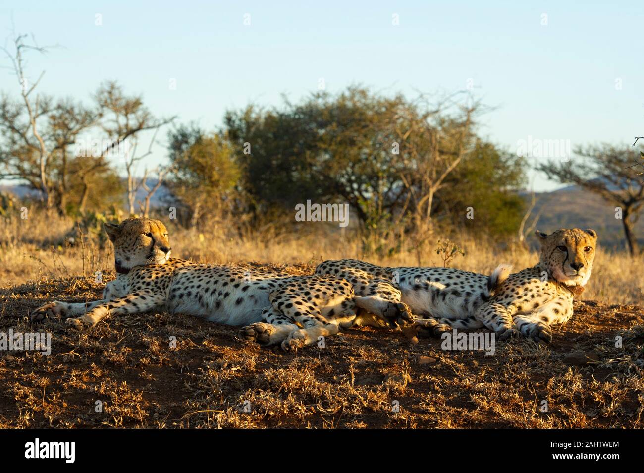 Two south african cheetahs hi-res stock photography and images - Alamy