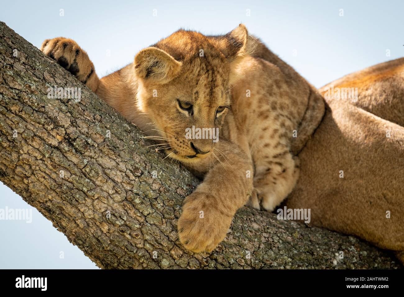Lion cub lies looking down from branch Stock Photo - Alamy