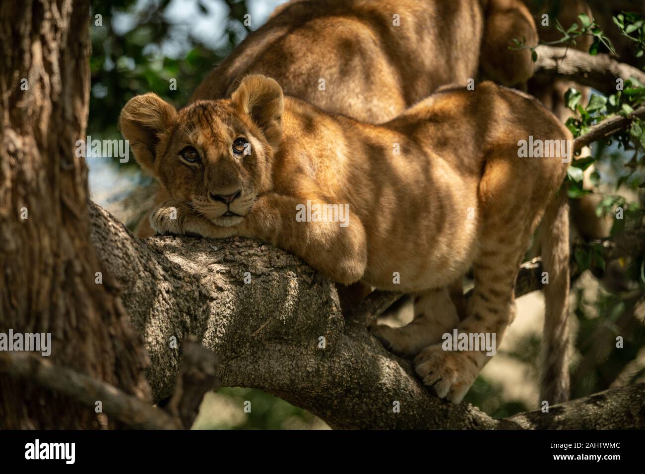 Lion cub lies on branch looking up Stock Photo - Alamy