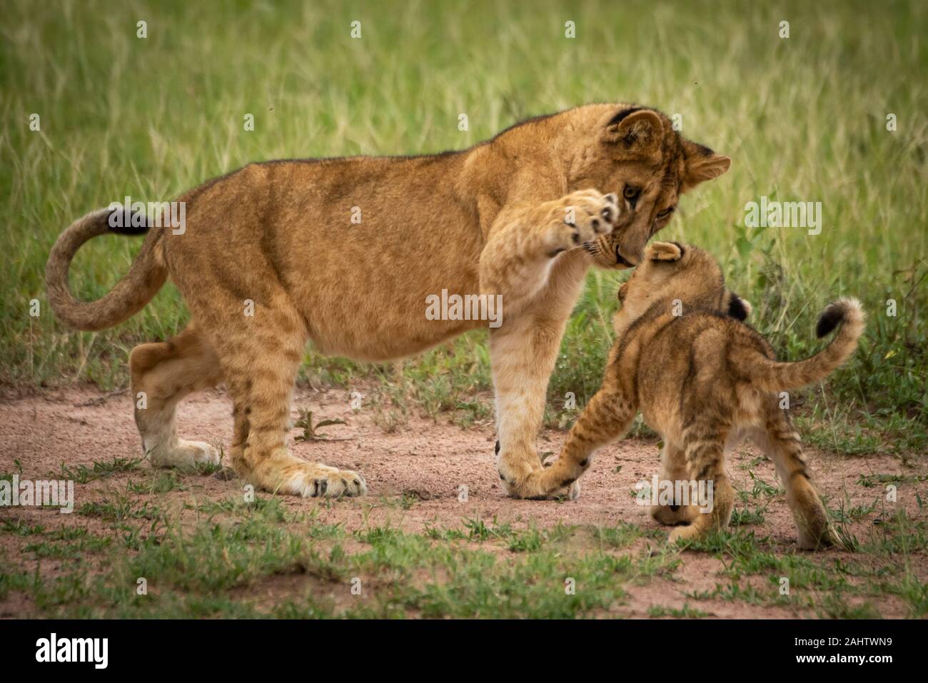 Lion cub lifts paw to slap another Stock Photo - Alamy