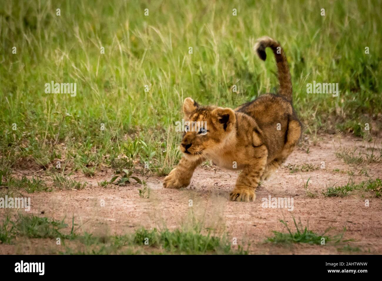 Lion cub on grass ready to jump Stock Photo - Alamy